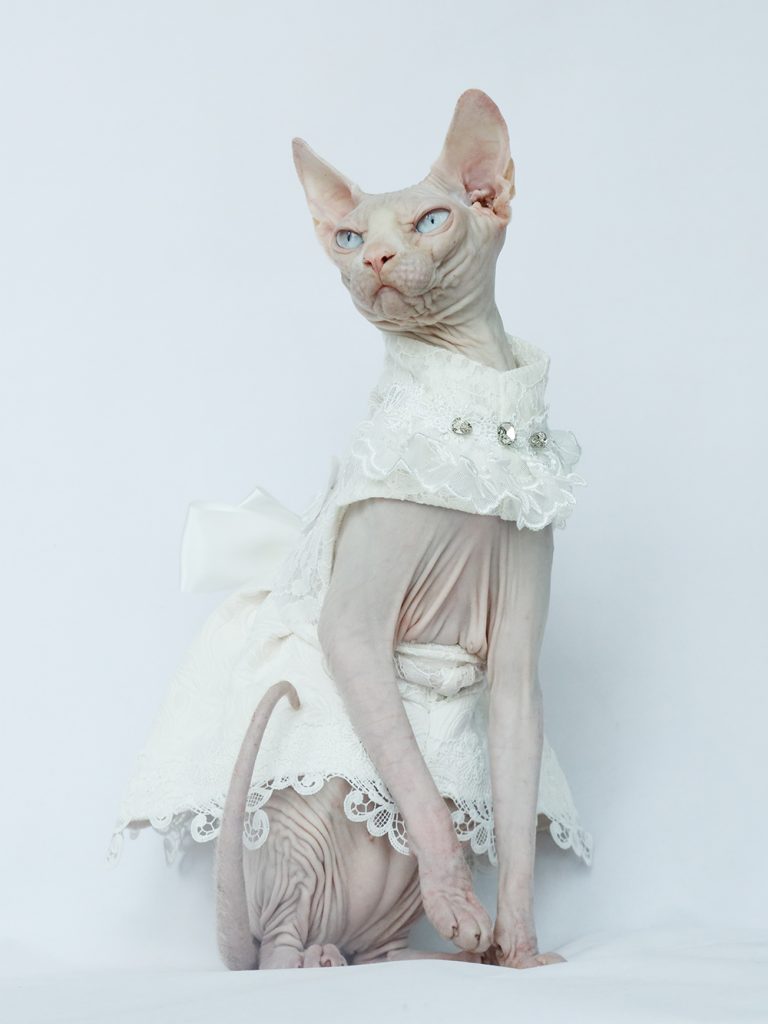 Dress for Cats | Diamond Lace Wedding Dress, Sphynx Cat Dress