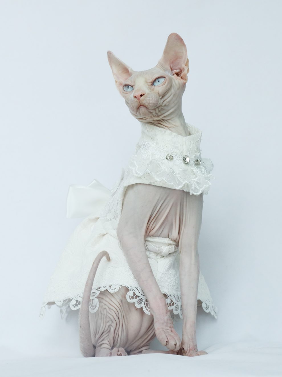 Dress for Cats | Diamond Lace Wedding Dress, Sphynx Cat Dress