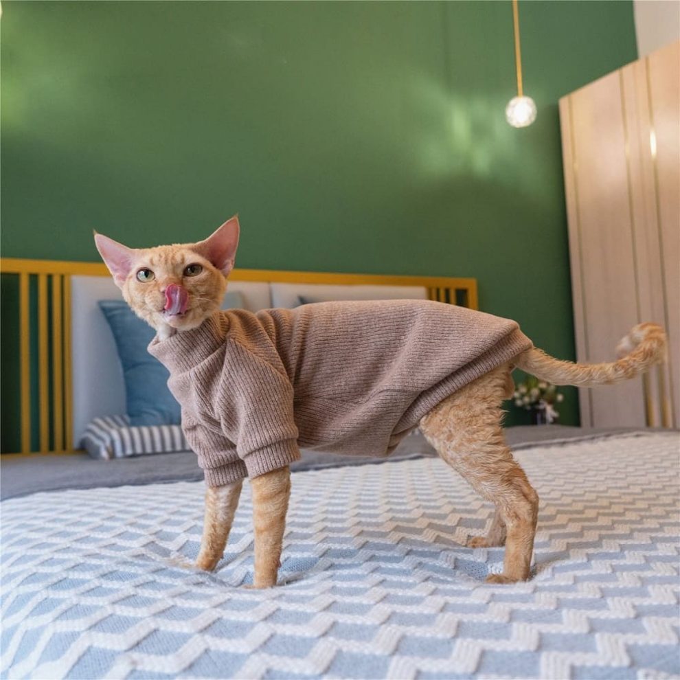 Cat Sweater | Kittens in Sweaters, Cat In Sweater Cat Sweater
