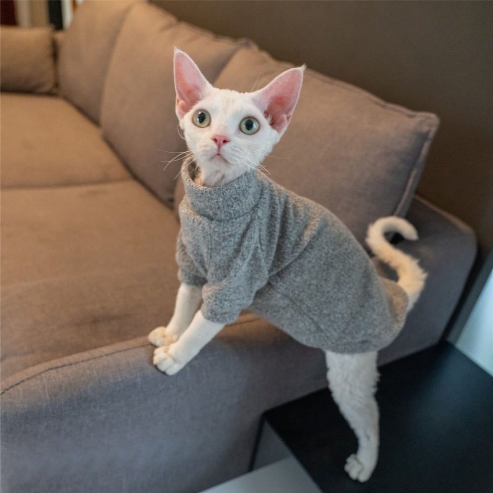 Ugly Cat Sweater | Kittens in Sweaters, Cat In Sweater Cat Sweater