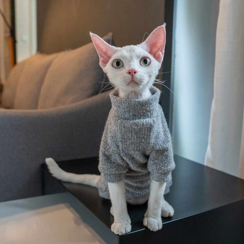 Ugly Cat Sweater | Kittens in Sweaters, Cat In Sweater Cat Sweater
