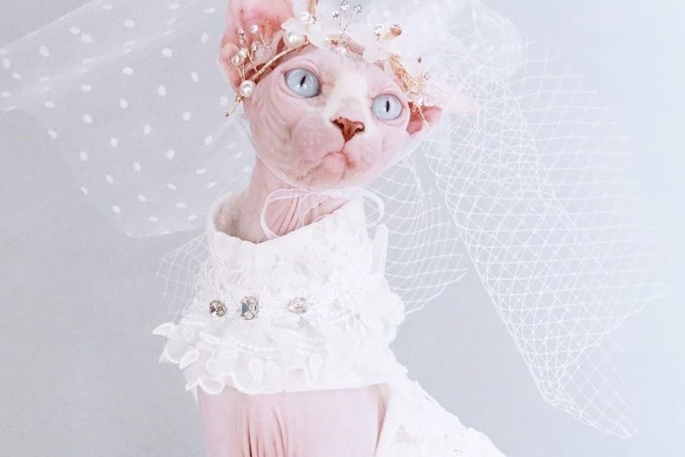 Dress for Cats | Diamond Lace Wedding Dress, Sphynx Cat Dress