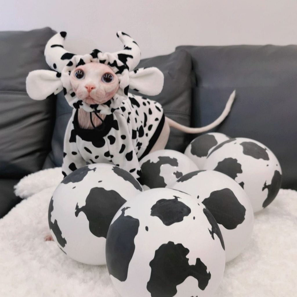 Cow Cat Costume | Sphynx Cat Cow Shirt, Cat and Cow Clothing
