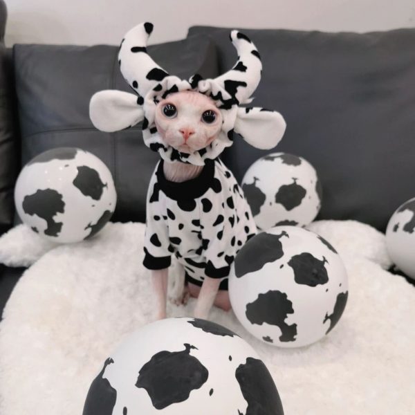 Cow Cat Costume | Sphynx Cat Cow Shirt, Cat and Cow Clothing