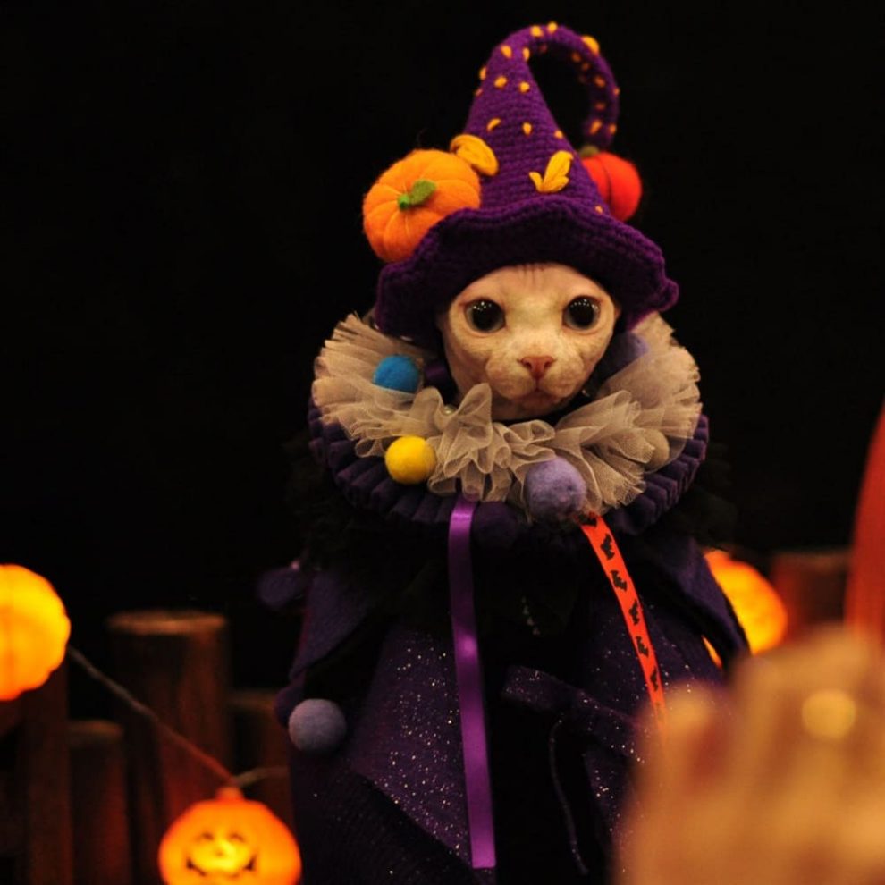 The Best Cat Costumes for Halloween | Cat witch Costume