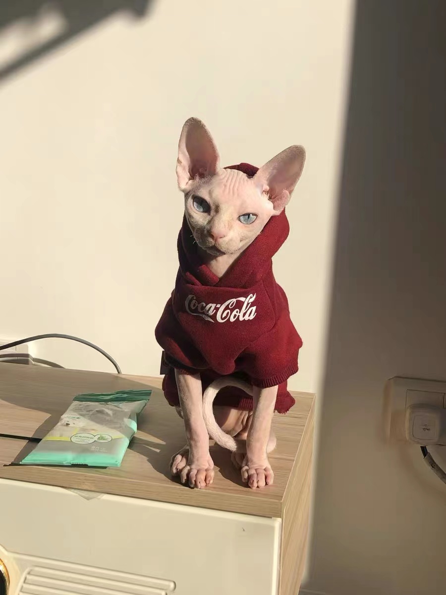Kitten Hoodie | Sphynx Hoodie, Bambino Cat Sweatshirt, CocaCola