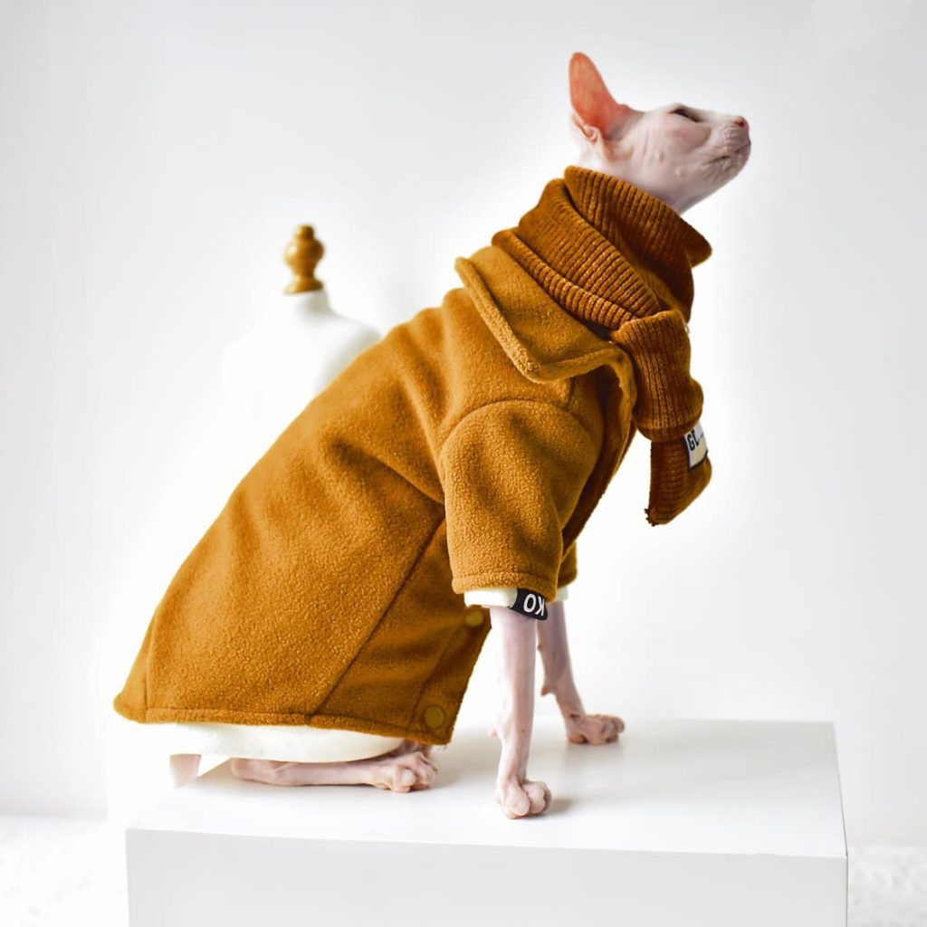 Gucci Cat Clothes | Luxury Gucci Coat for Sphynx Hairless Cat