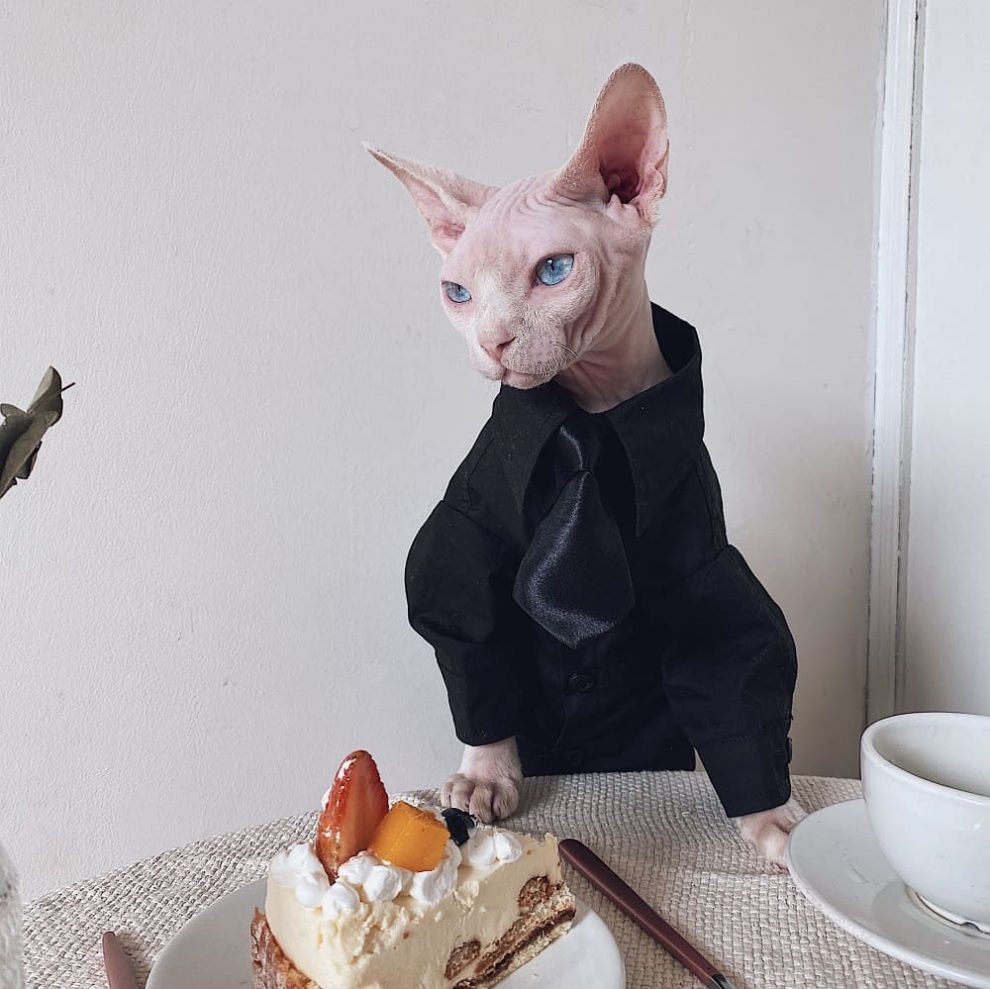 Suit for Cat | Hairless Cat Blazer, Luxurious British Blazer for Sphynx