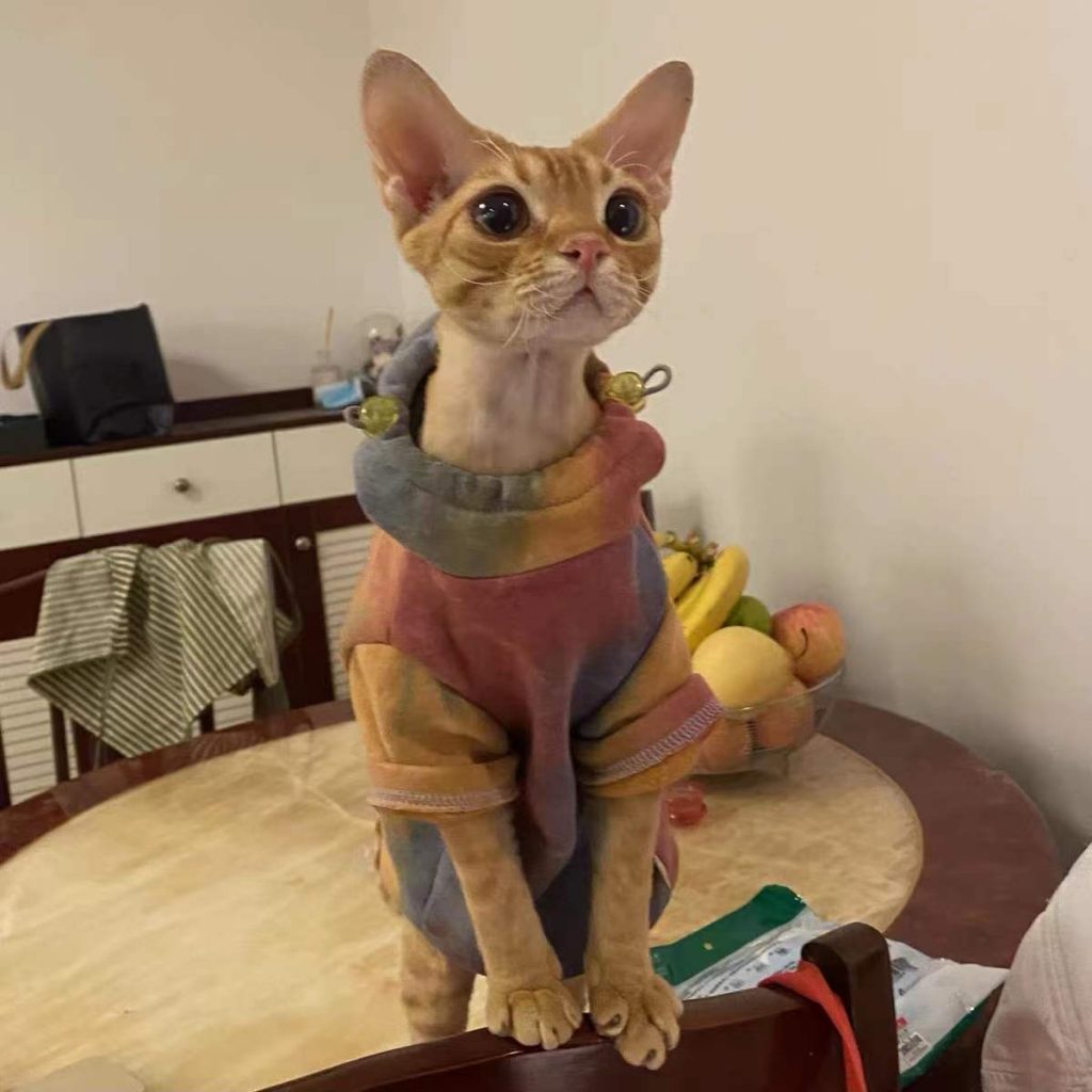 Tie-dye Hoodies for Cats | Cat Tie Dye Hoodies