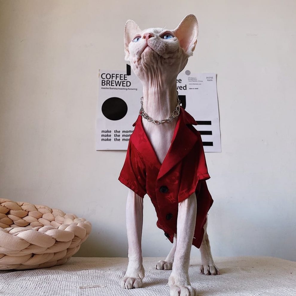 Denim Jacket for Cats | Louis Vuitton Denim Jacket for Sphynx Cat