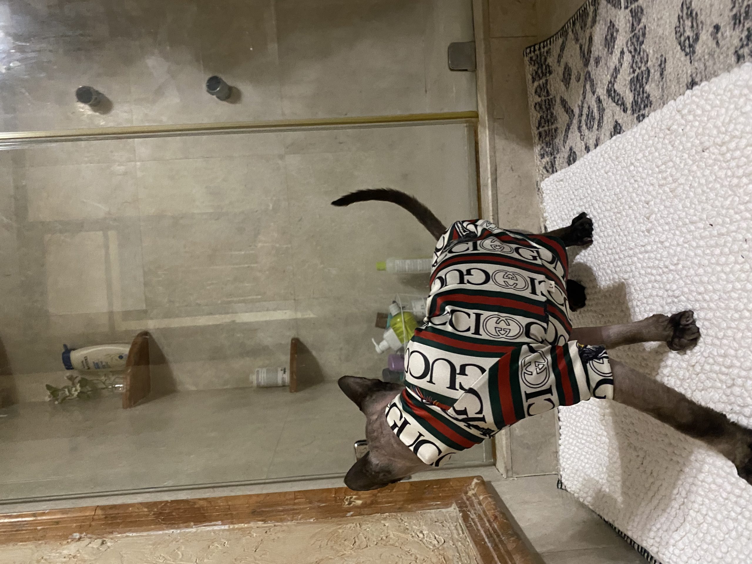 Sphynx Cat Shirt-Gucci Cat T-shirt · YESWARMG