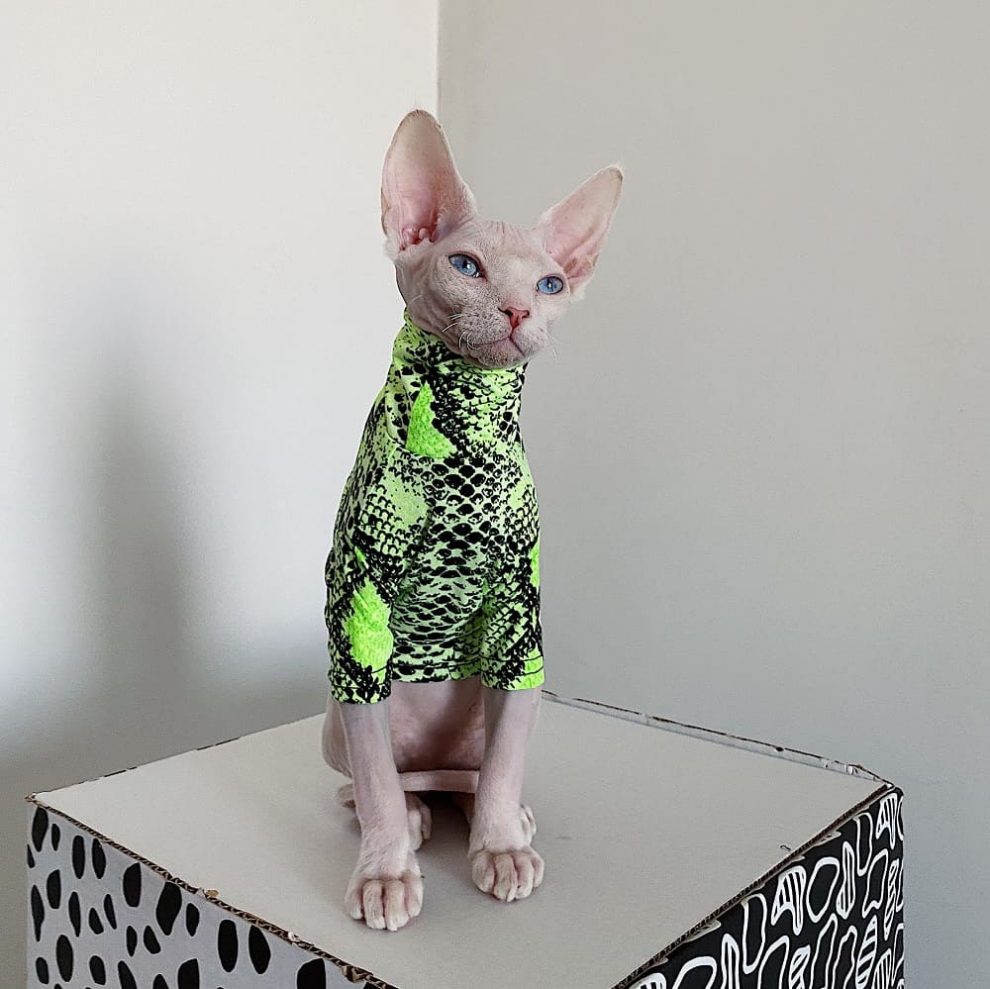 Cat Clothes for Cats | Snake Skin Pattern T-Shirts, Sphynx Cat Shirt