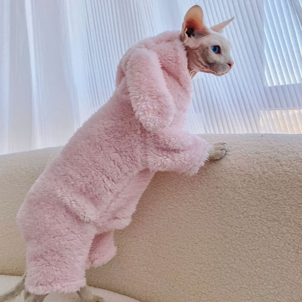 Kitten Outfits for Cats | Cute Pink Bunny Outfit, Clothes for a Sphynx Cat