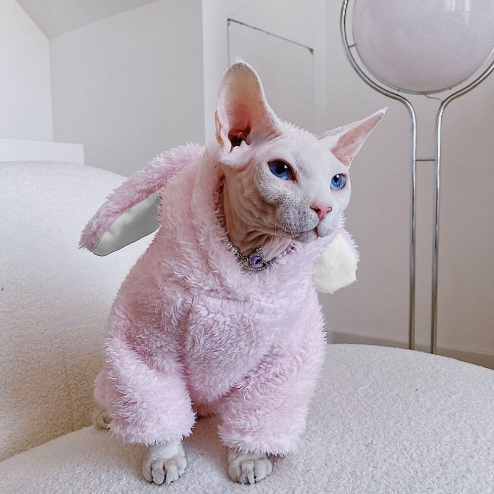 Kitten Outfits for Cats | Cute Pink Bunny Outfit, Clothes for a Sphynx Cat
