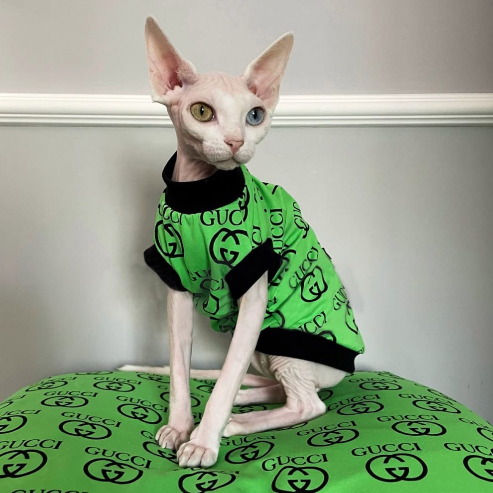 Designer Kitten Clothes | Green "Gucci" Tanktop for Sphynx Cat 🐈