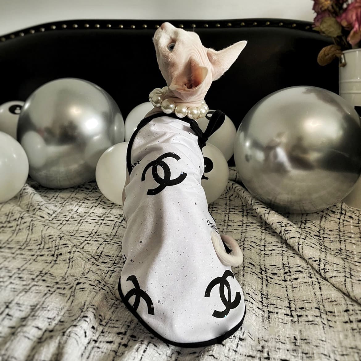 Suit for Cat | Hairless Cat Blazer, Luxurious British Blazer for Sphynx