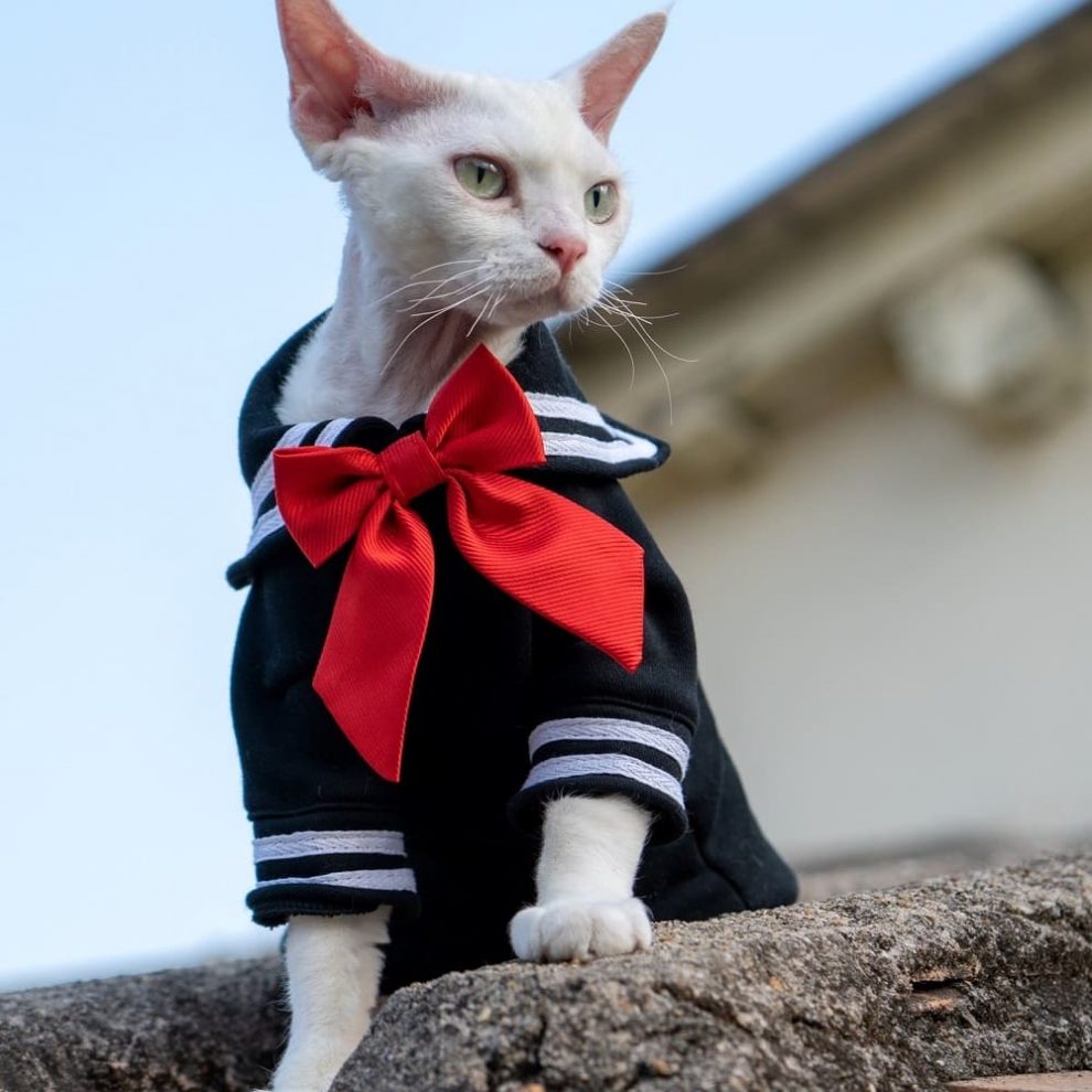 Kitty Costumes for Cats | Cute Sailor Moon Costume for Cat