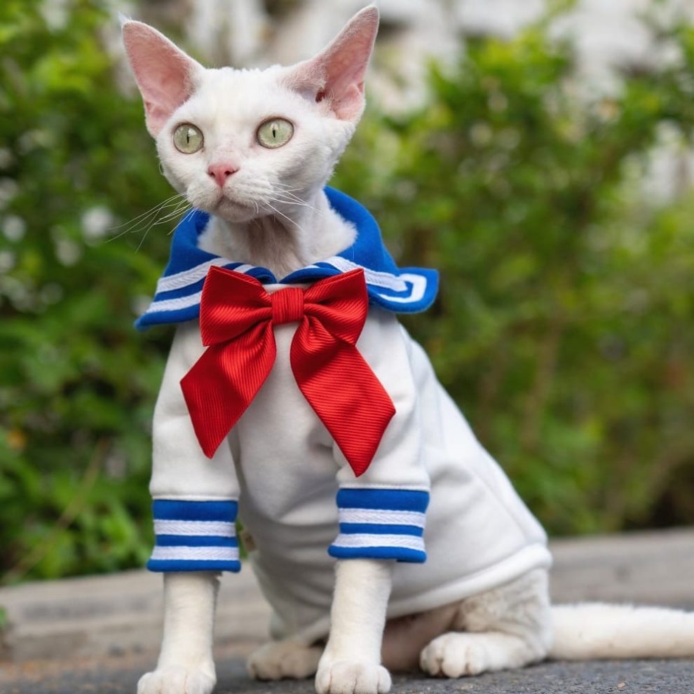 Kitty Costumes for Cats | Cute Sailor Moon Costume for Cat