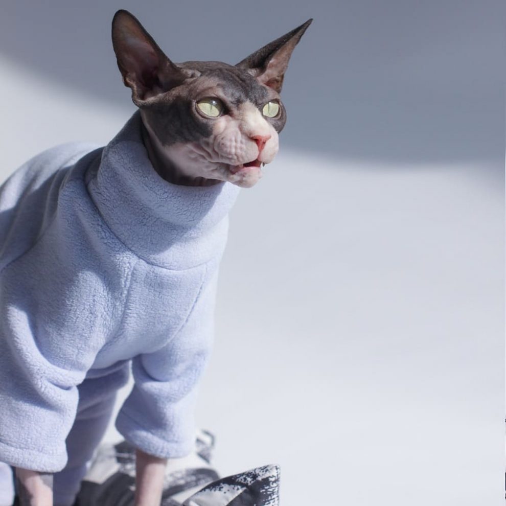 Turtleneck for Cat | Three Colors Turtleneck for Cat, Sphynx Sweater