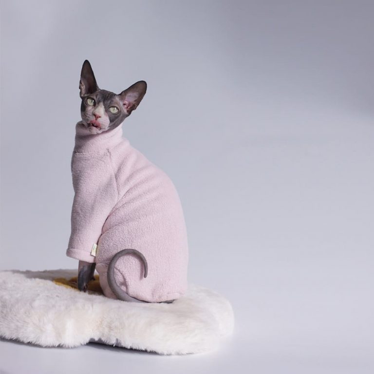 Turtleneck for Cat | Three Colors Turtleneck for Cat, Sphynx Sweater