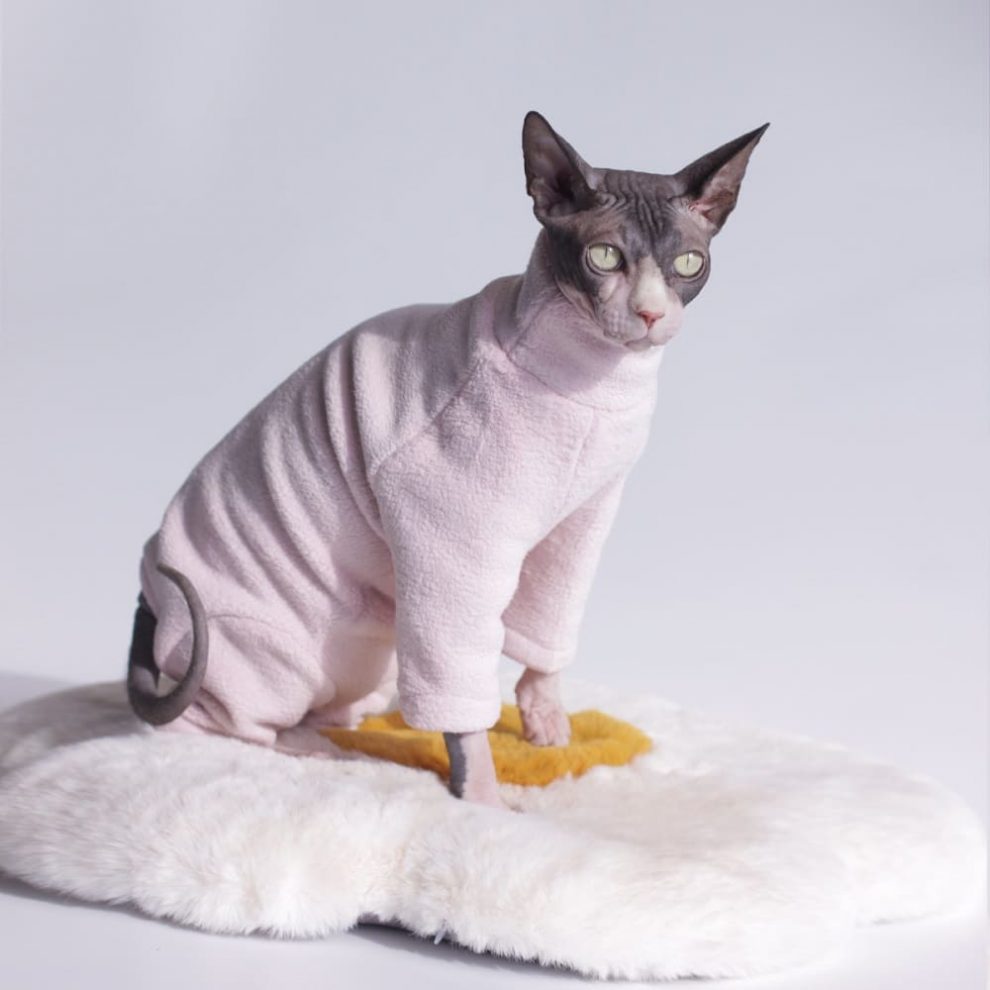Turtleneck for Cat | Three Colors Turtleneck for Cat, Sphynx Sweater