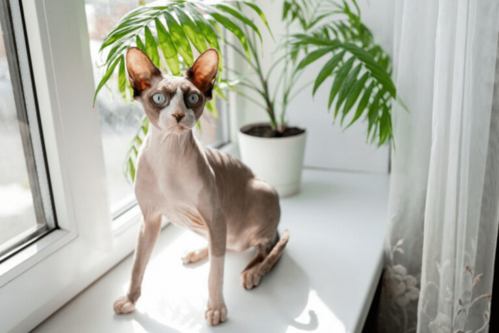 What is a Sphynx? ---3 Points to Learn about Sphynx | YESWARMG