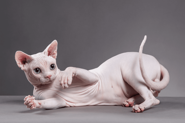 What is a Sphynx? ---3 Points to Learn about Sphynx | YESWARMG