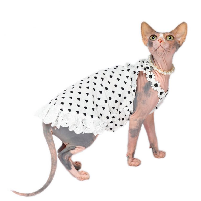 Kitten Outfits for Cats | Cute Pink Bunny Outfit, Clothes for a Sphynx Cat