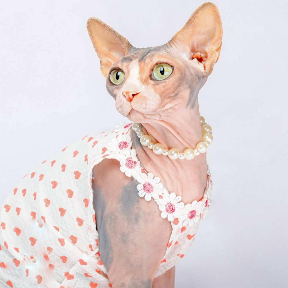 Kitten Outfits for Cats | Cute Pink Bunny Outfit, Clothes for a Sphynx Cat