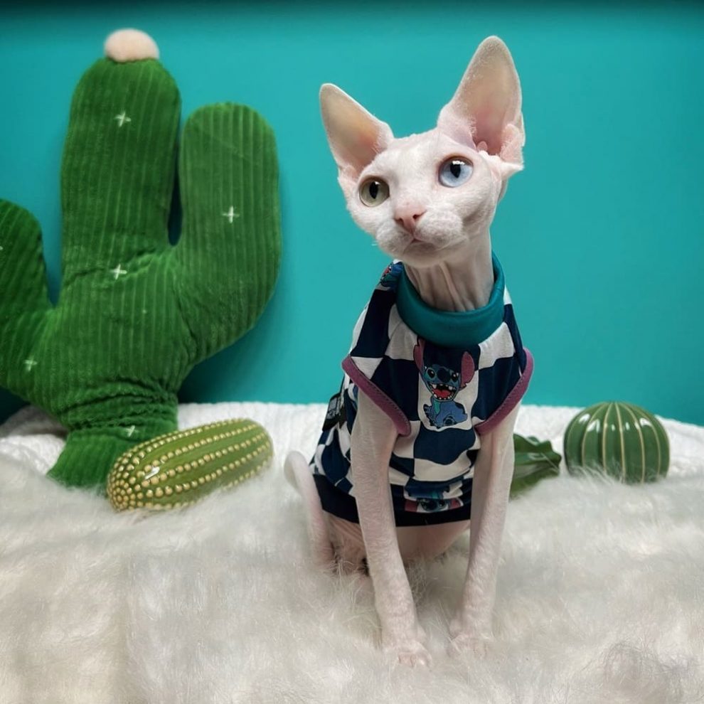 Stitch Shirt for Cat | Breathable Stitch Shirt without Sleeves for ...